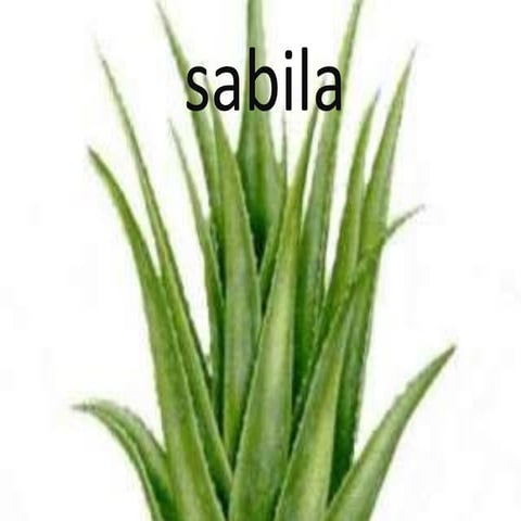 Sabila | PPTX