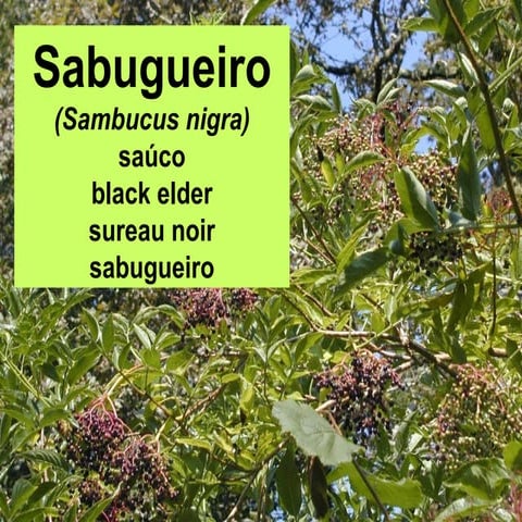 Sabugueiro (Sambucus nigra) | PPS