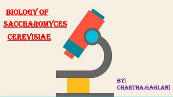 Saccharomyces cerevisiae | PPTX | Biotech and Biomedical Industry ...