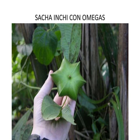 Sacha inchi con omegas wikipedia | PPT
