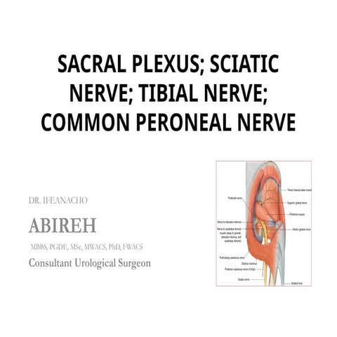 SACRAL PLEXUS lecture.pptx very simplified | PPTX