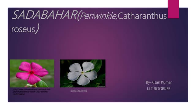Ethnobotany - Plant Taxonomy Chichirica (Catharanthus roseus)