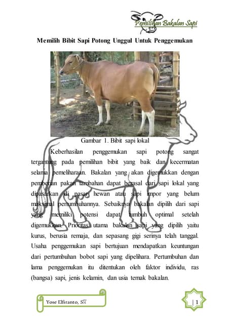 Penggemukan sapi brahman | PPTX