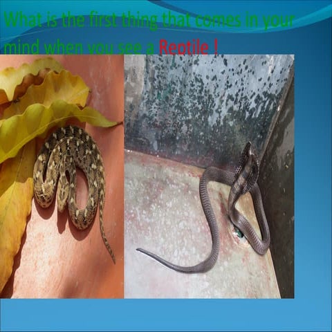 Safe and humane handling of snakes | PPT