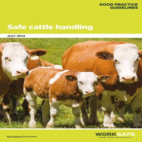 Safe cattle handling (new zealand) | PDF