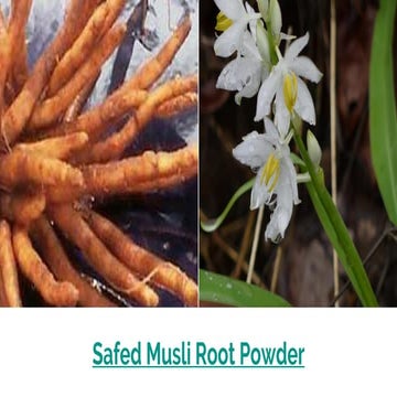 About Safed Musli Root Powder | PPT