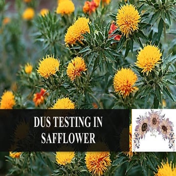 DUS Test Guidelines for Maize | PPTX