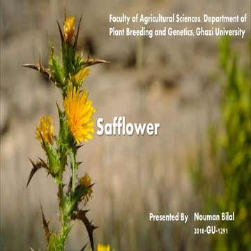 Safflower as an oilseed crop and its breeding | PPTX