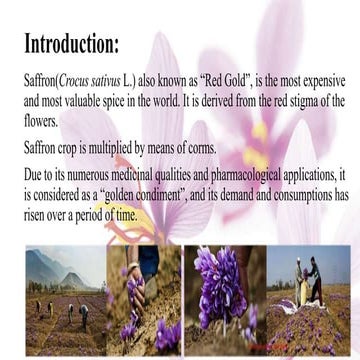 saffron.pptx