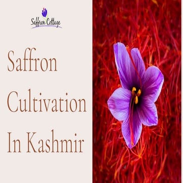 Saffron Cultivation In Kashmir .pptx