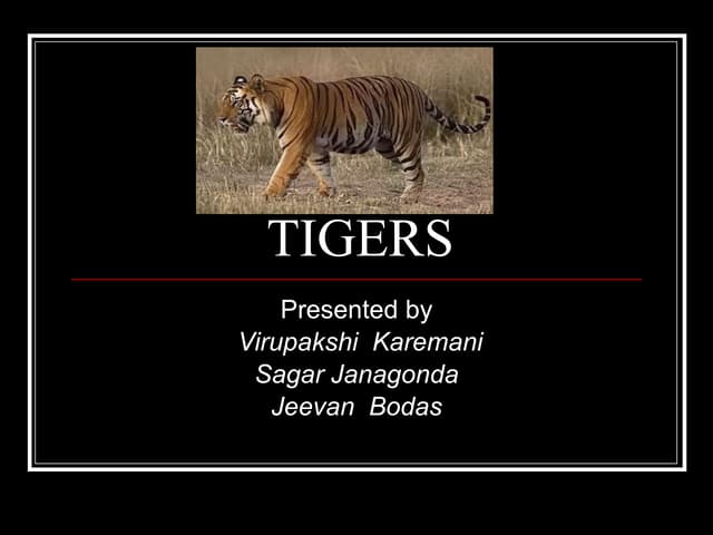Man eating tigers of India | PPT