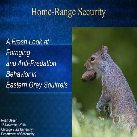 Foraging and Anti-Predation Behavior in Eastern Grey Squirrels | PPT