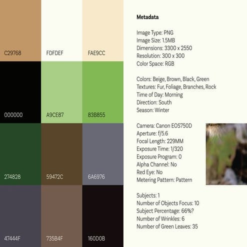 Initial Observation and Detailed Observation | PDF