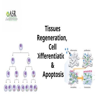 Tissue regeneration cell differentiation and Apoptosis | PPTX