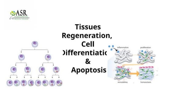 APOPTOSIS.pptx