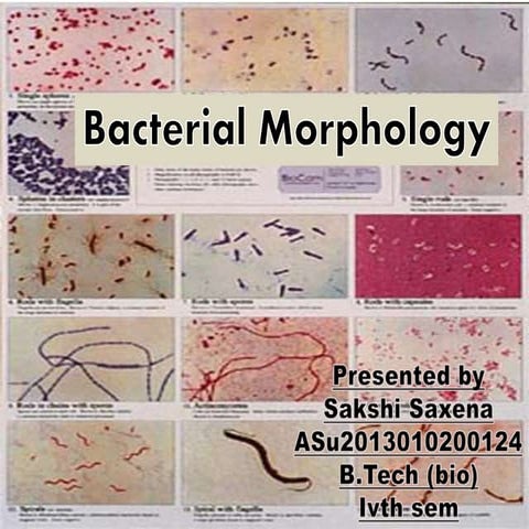 Bacterial morphology | PPT