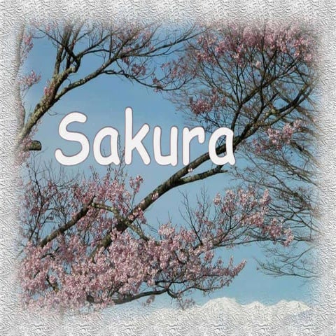 Sakura | PPT