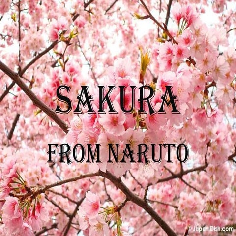 Sakura | PPT