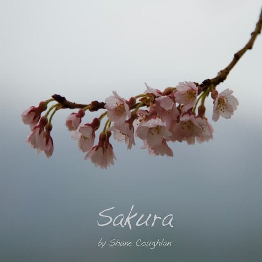 Sakura | PDF