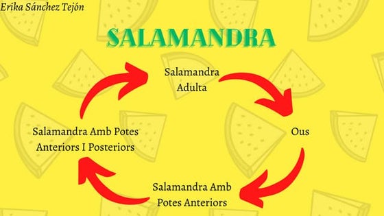 Salamandra | PPTX