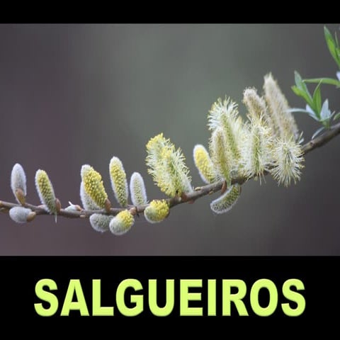 Salgueiros (Salix) | PPS