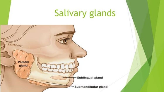 Handout of Salivary Glands Histology | PDF | Dental Health | Diseases ...