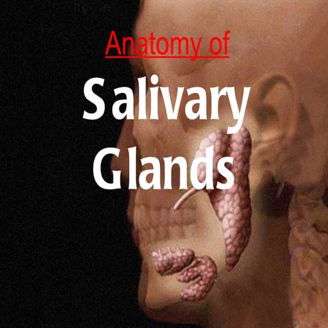 Salivary glands 0 | PPT