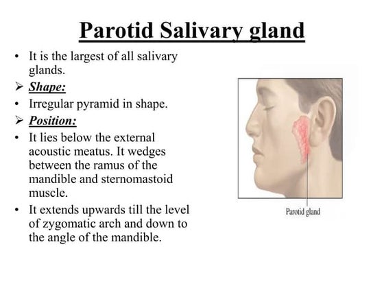 Anatomy of parotid gland | PPTX