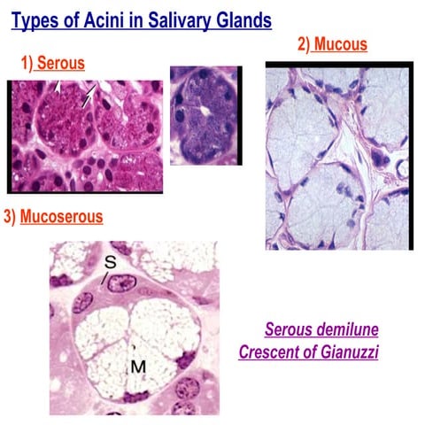 Salivary glands &pancreas | PPT