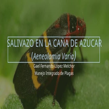 Manejo integrado de plagas SALIVAZO DE LA CAÑA DE AZUCAR | PPTX