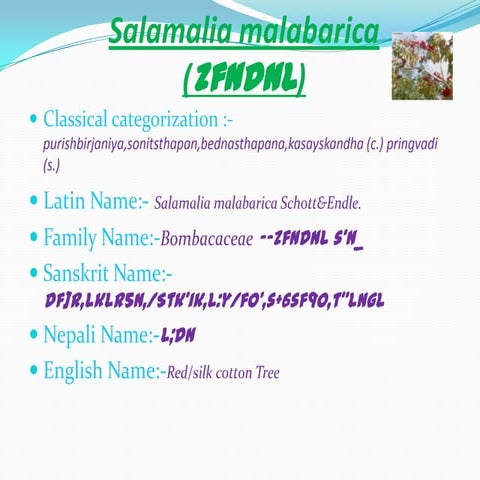 Ayurvedic Pharmacology of Salamalia malabarica & its Pharmacognocy | PPT