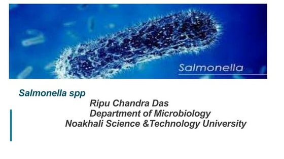 Plasmid profile analysis overview | PPTX | Genetics | Science