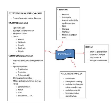 Salmonella typhi | DOCX