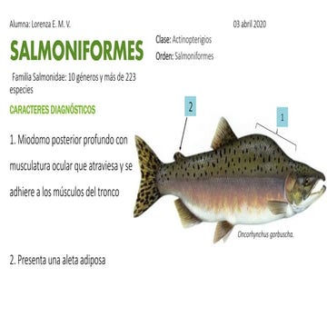Peces: Orden Salmoniformes (Truchas, Salmones) | PPTX