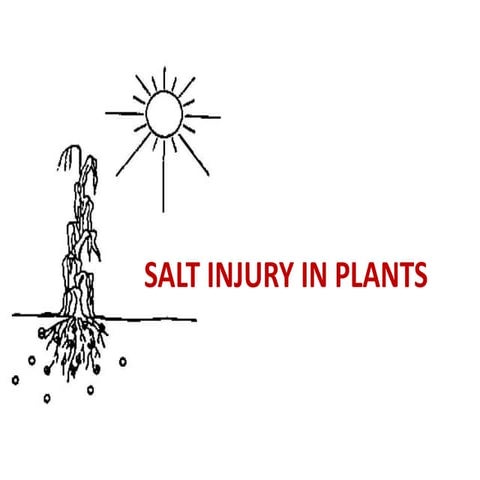 Salt injury.ppt