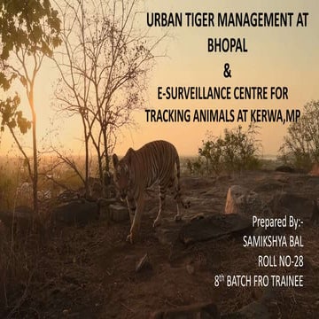 urban tiger of bhopal,madhya pradesh.pptx