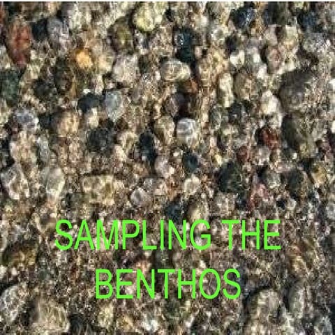 Sampling The Benthos | PPT