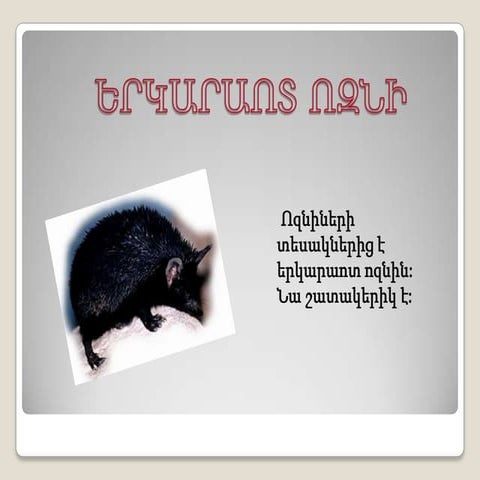 Samvel երկարաոտ ոզնի | PPTX