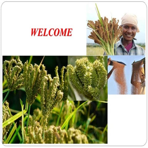 "Applications of Finger millet in Dairy and Food Industry" - SANTHOSH.V ...