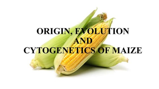 maize | PPT