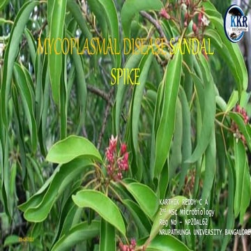 SANDAL SPIKE MYCOPLASMAL DISEASE K R ppt | PPTX
