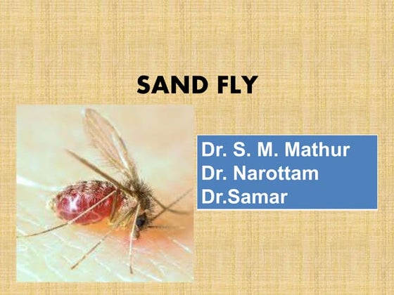 Sandfly notes | PDF