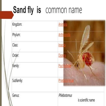 Sand fly | PPTX