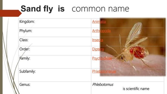 flies | PPT