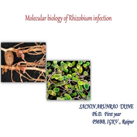 Molecular biology of Rhizobium infection | PPTX
