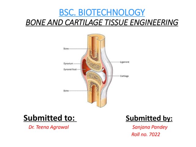 Bone tissue engineering | PDF
