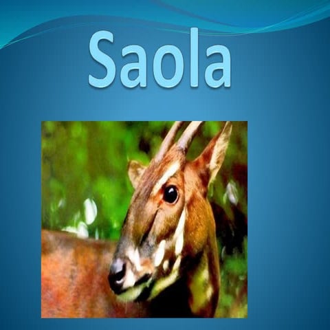 Saola | PPTX