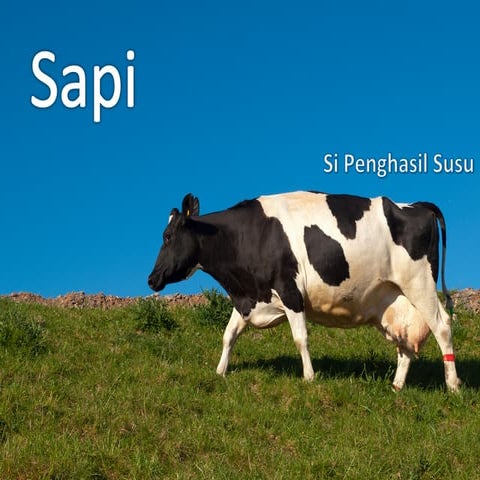 Sapi | PDF