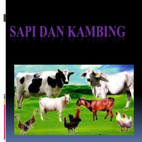 Sapi dan kambing | PPTX