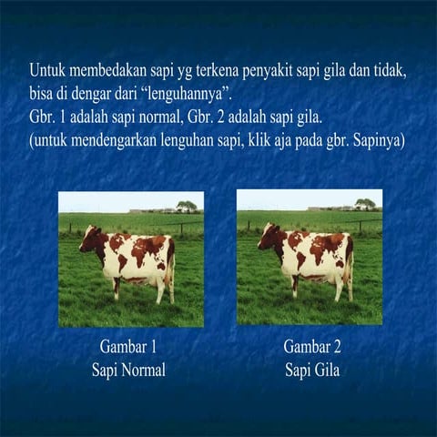 Sapi gila | PPS